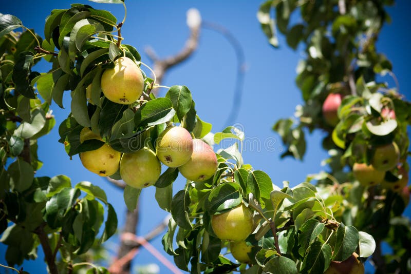 Pear tree branches stock photo. Image of nature, branch - 97901876