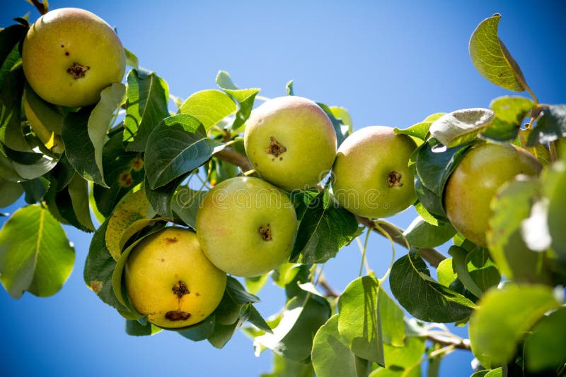 Pear tree branches stock image. Image of refreshment - 97902169
