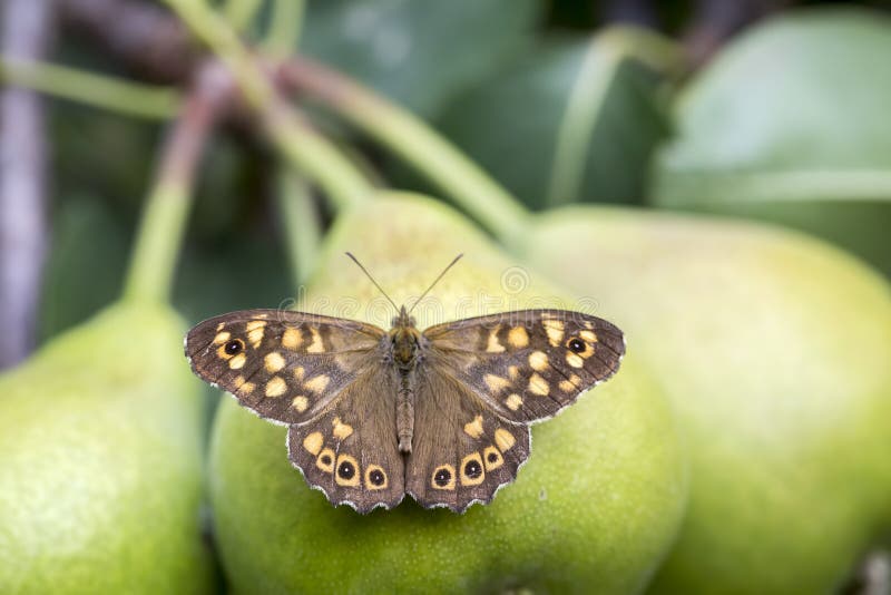 Pear Tree on the Butterfly in Nature Stock Photo - Image of winged ...