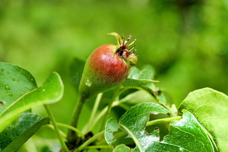 Pear Tree stock image. Image of plant, sweet, growth - 318397109