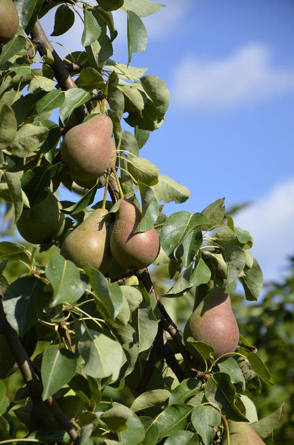 Pear Tree Close-up with Fruit on a Branch. Stock Photo - Image of farm ...