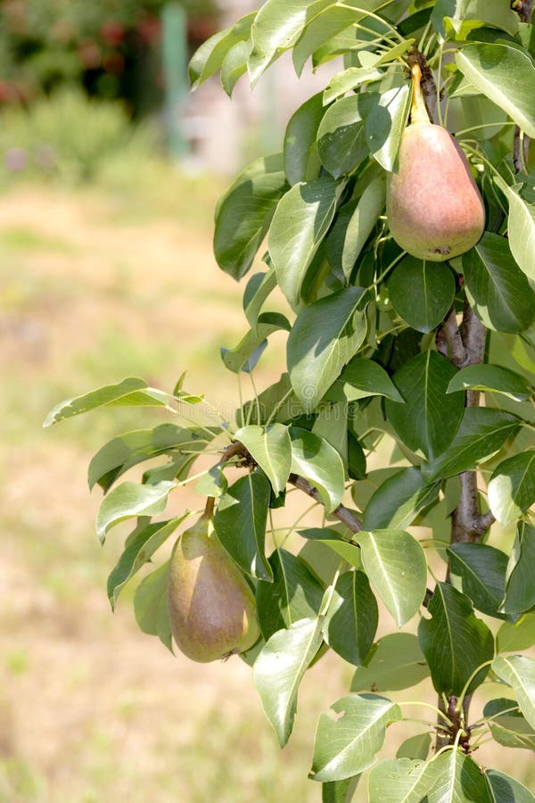 Pear tree stock photo. Image of nature, close, branch - 47910644
