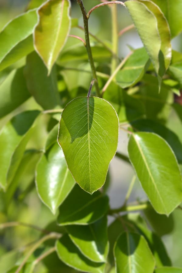Pear tree Cure stock photo. Image of outdoors, leaf - 322284712