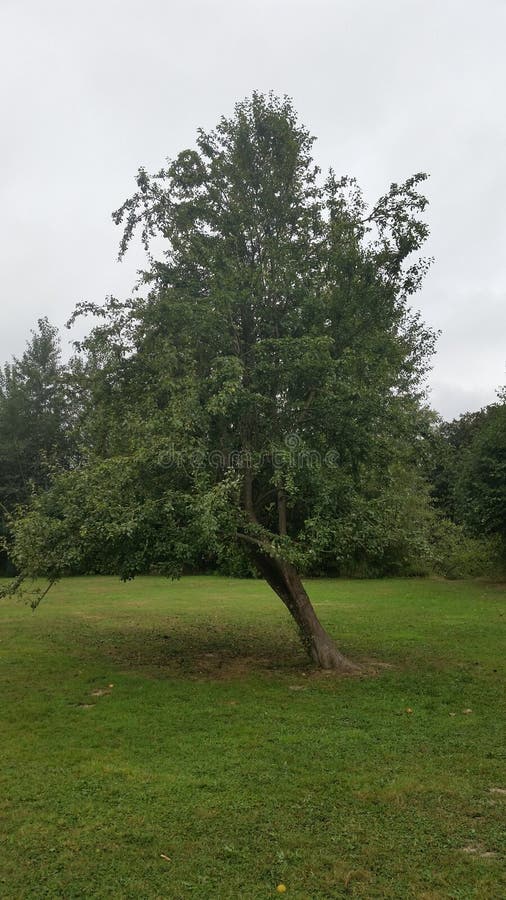 Pear tree stock image. Image of vegetation, washington - 58232343