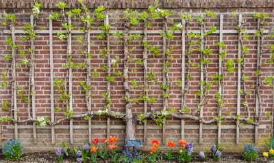 A Pear Tree Espaliered into a Cordon Stock Image - Image of ...