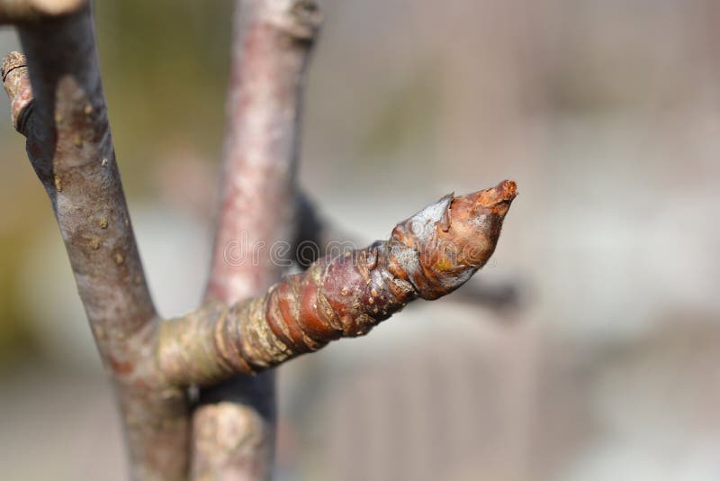 Pear tree Etrusca stock image. Image of etrusca, tree - 236445625