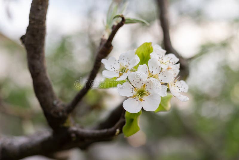 Pear tree flower in spring stock photo. Image of nature - 280745002
