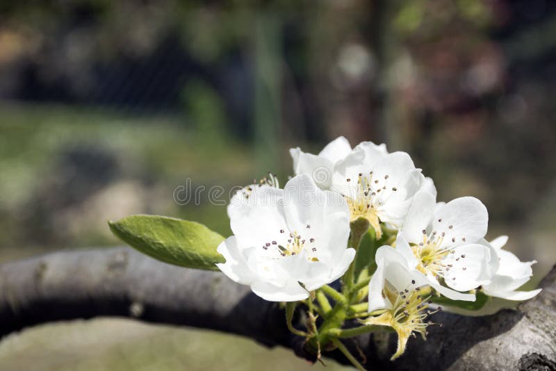 Pear tree flower stock photo. Image of garden, spring - 54434058
