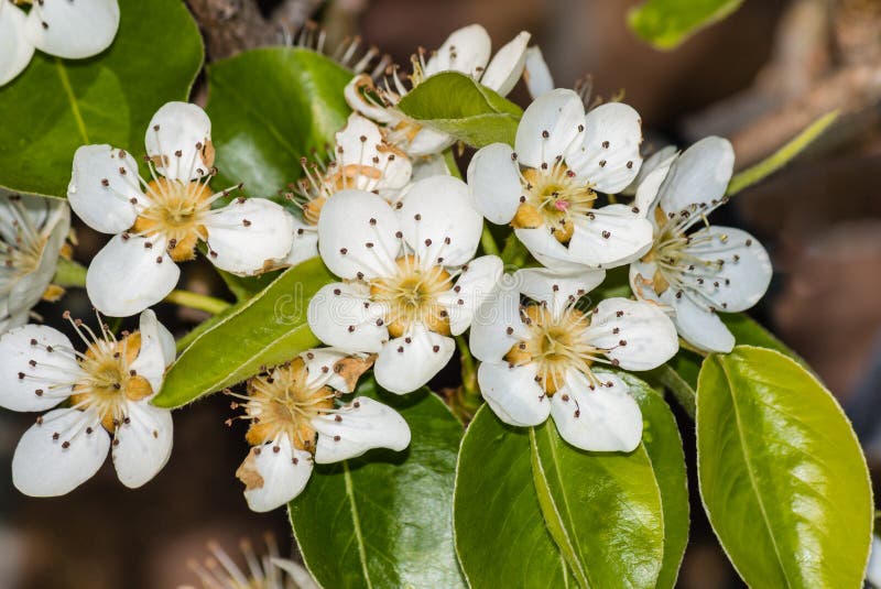 Pear tree flowers in bloom stock photo. Image of blossom - 78532960