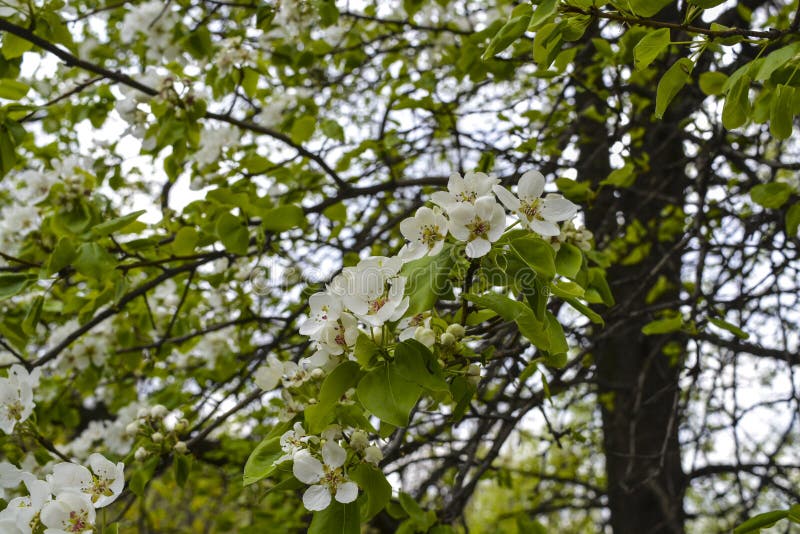 Pear tree flowers stock photo. Image of branch, green - 70794892