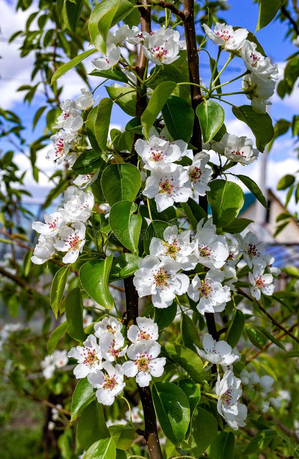 Pear Tree Flowers on a Branch Stock Photo - Image of blossom, fruity ...