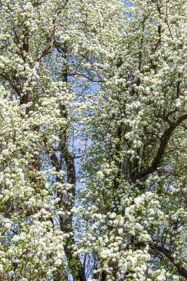 Pear tree with flowers stock image. Image of growth - 310337729