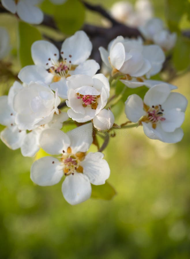 Pear Tree Flowers at Sunset Close-up Stock Photo - Image of branch ...
