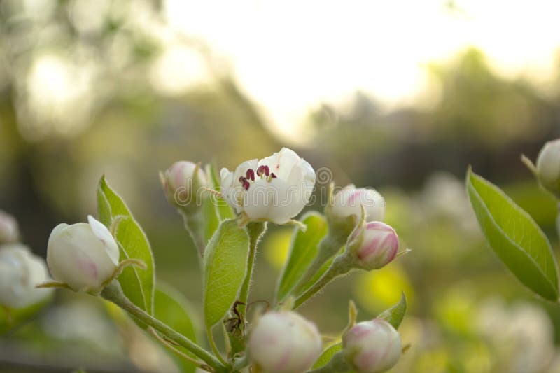 Pear Tree Flowers Up Close. White Flowers and Buds of the Fruit Tree ...