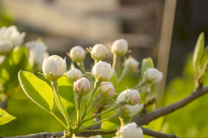 Pear Tree Flowers Up Close. White Flowers and Buds of the Fruit Tree ...