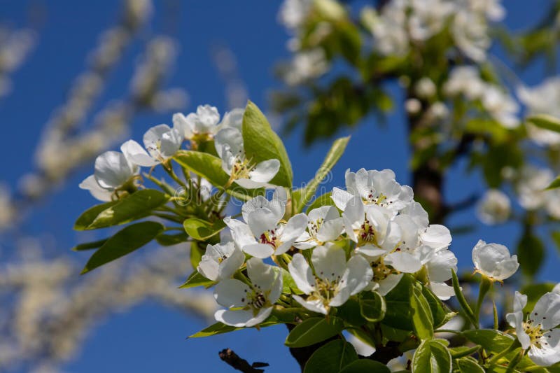 Pear Tree Flowers Up Close. White Flowers and Buds of the Fruit Tree ...