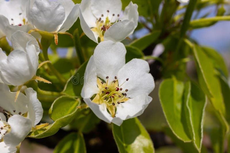 Pear Tree Flowers Up Close. White Flowers and Buds of the Fruit Tree ...