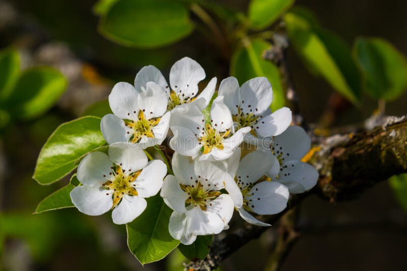 Pear Tree Flowers Up Close. White Flowers and Buds of the Fruit Tree ...