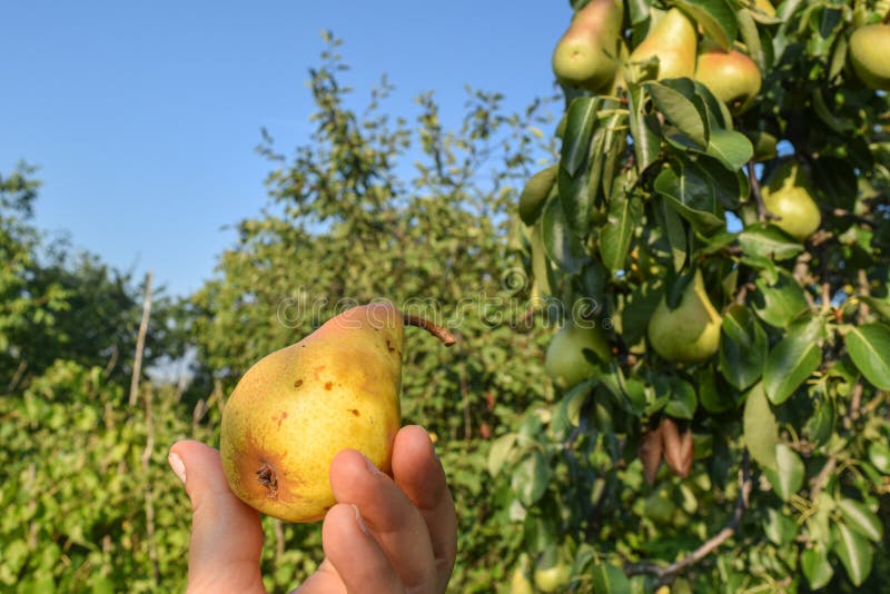 Pear in the Tree, in the Garden Stock Photo - Image of farmer, orchard ...