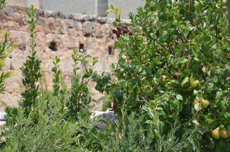 Pear Tree in Front of the Old Wall Stock Photo - Image of front, pear ...