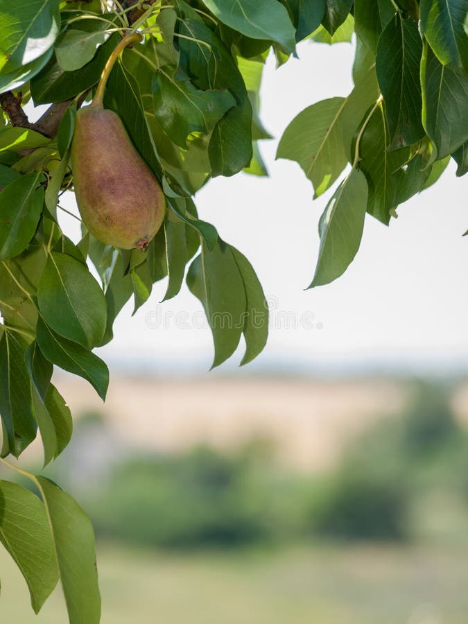Pear Tree with Fruit in Summer Day Stock Image - Image of plant ...