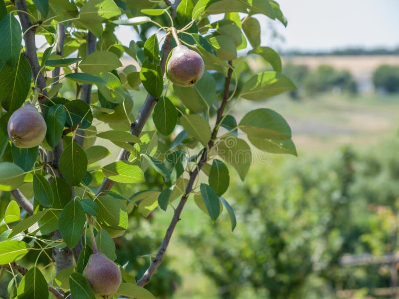 Pear Tree with Fruit in Summer Day Stock Photo - Image of garden ...