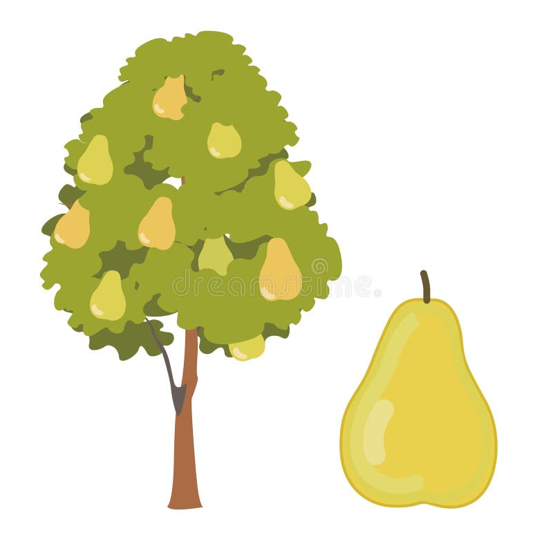 Pear Tree and Fruit Vector Illustration Stock Vector - Illustration of ...