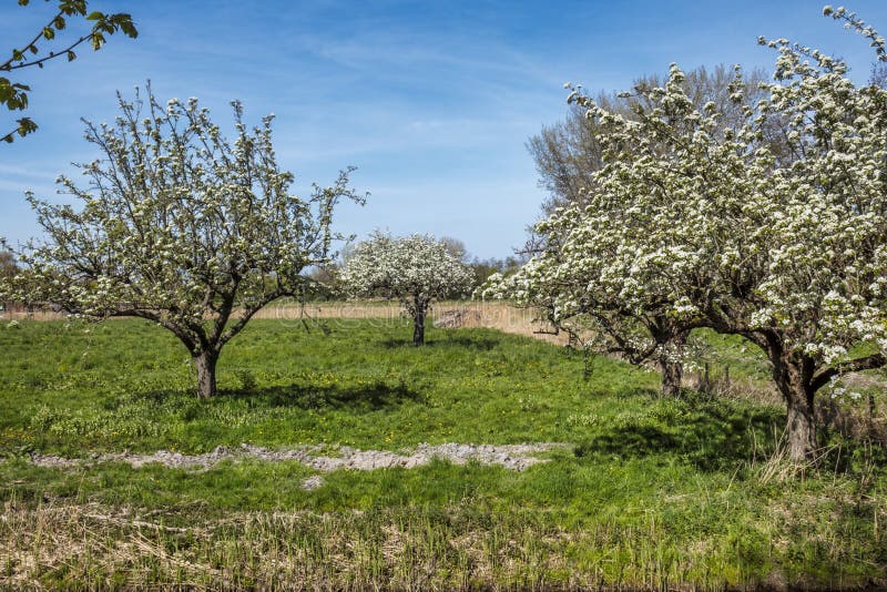 Pear Tree Full with Blossom Flowers in Green Field Stock Image - Image ...