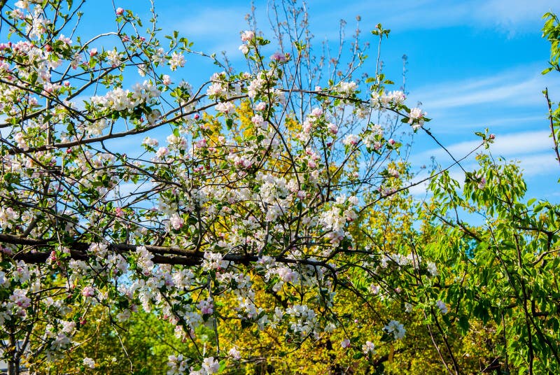 Pear tree stock image. Image of pear, spray, branch, april - 53545625