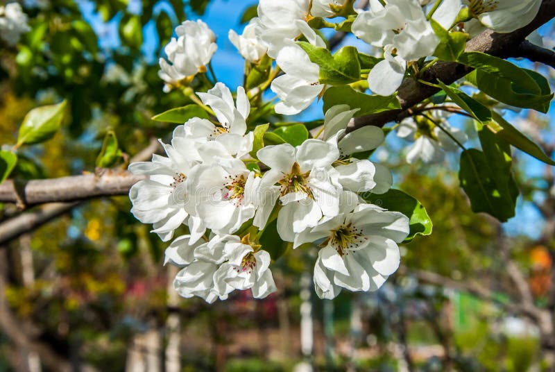 Pear tree stock photo. Image of spray, flower, branch - 53545678