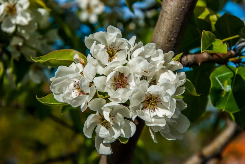 Pear tree stock image. Image of stamens, blown, bark - 53545695