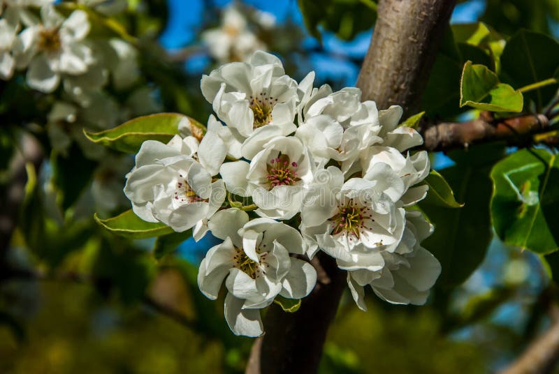 Pear tree stock image. Image of colours, summer, stamena - 53545697