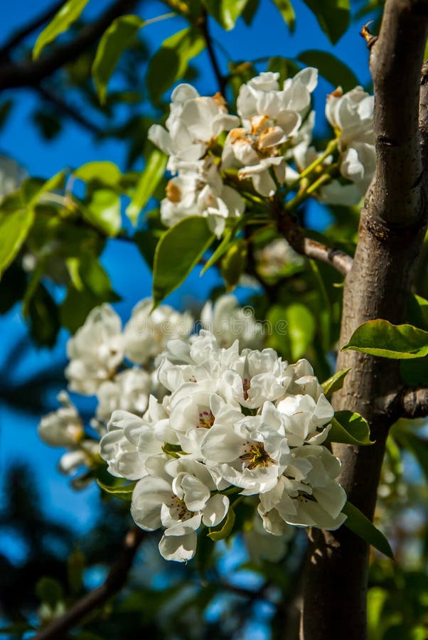 Pear tree stock photo. Image of blossom, april, blown - 53545700