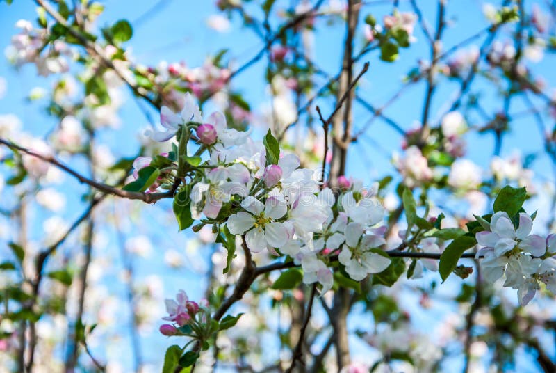 Pear tree stock photo. Image of bark, green, flower, stamens - 53545804