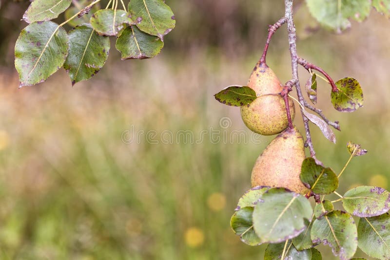 Pear tree full of pears. stock photo. Image of fruit - 98966026