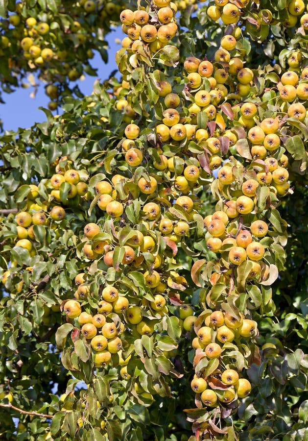 Pear Tree Full of Ripe Wild Yellow Small Pears in Autumn Stock Image ...
