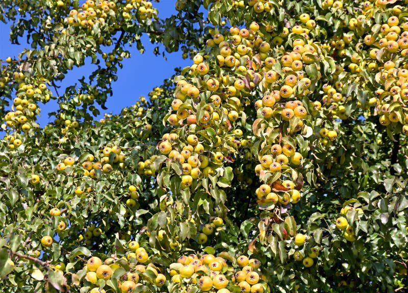 Pear Tree Full of Ripe Wild Pears Stock Image - Image of juicy, leaf ...