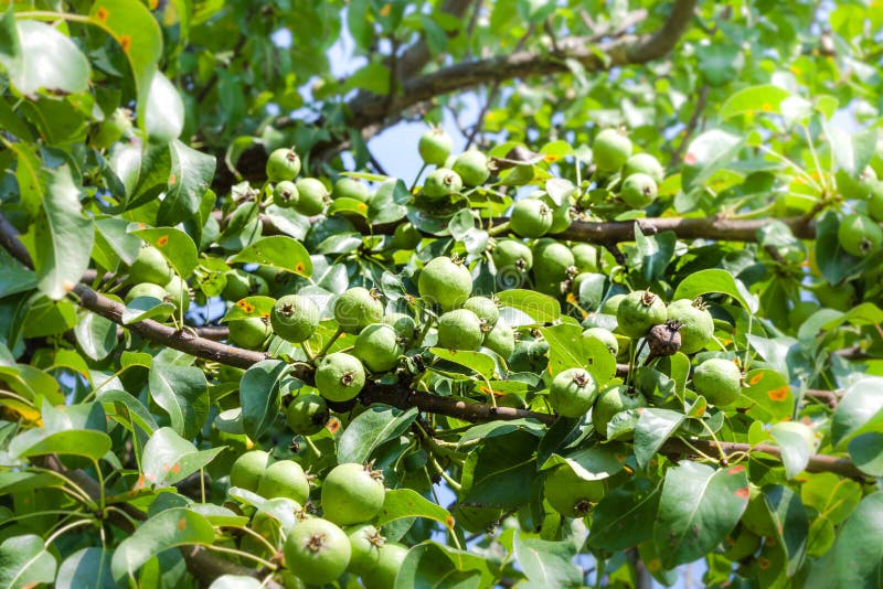 Pear stock image. Image of harvest, hanging, plant, full - 57981719