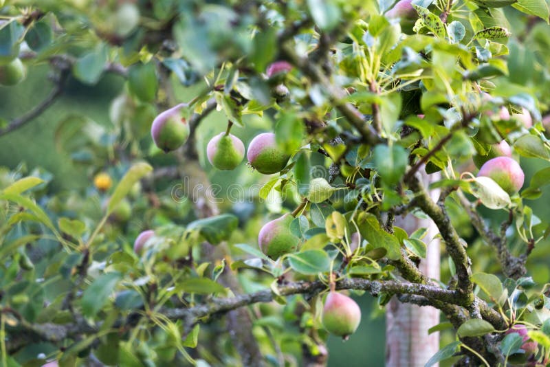 Pear tree in the garden stock photo. Image of pear, biological - 120135092