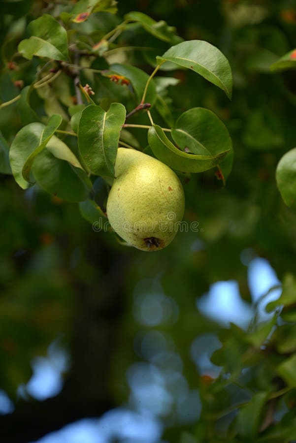 Pear tree stock image. Image of seasonal, pear, refreshment - 36018067