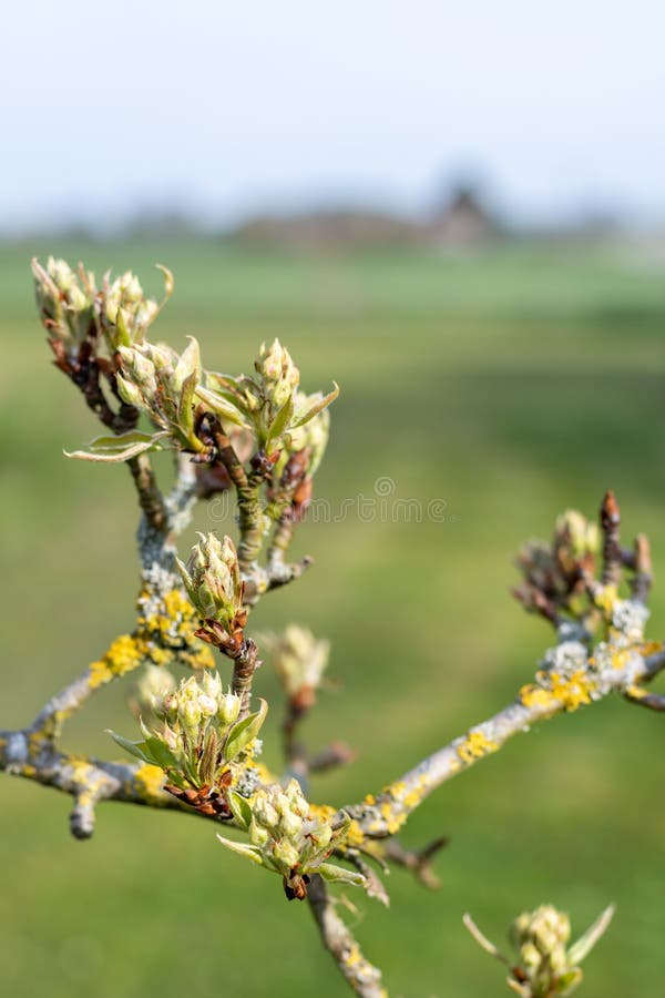 Pear Tree at Green Cluster Growth Stage Stock Photo - Image of natural ...