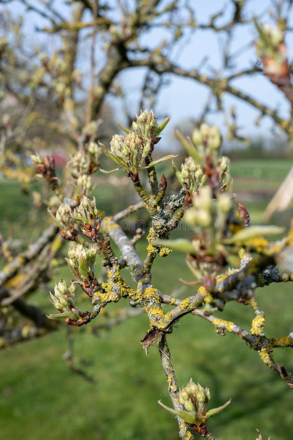 Pear Tree at Green Cluster Growth Stage Stock Photo - Image of outdoors ...