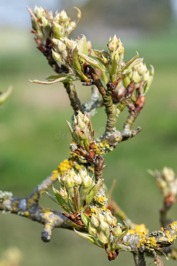 Pear Tree at Green Cluster Growth Stage Stock Photo - Image of ...