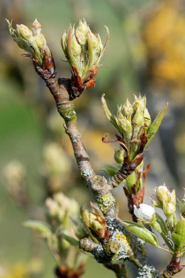 Pear Tree at Green Cluster Growth Stage Stock Photo - Image of natural ...