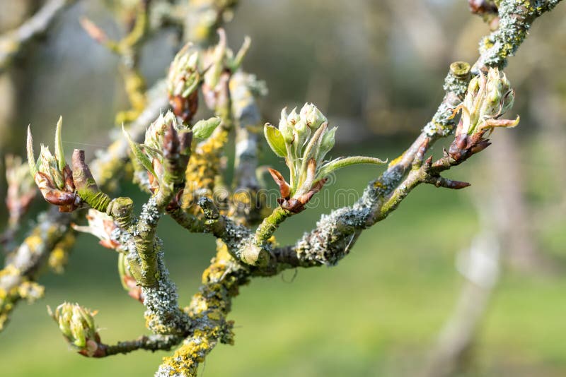 Pear Tree at Green Cluster Growth Stage Stock Image - Image of garden ...