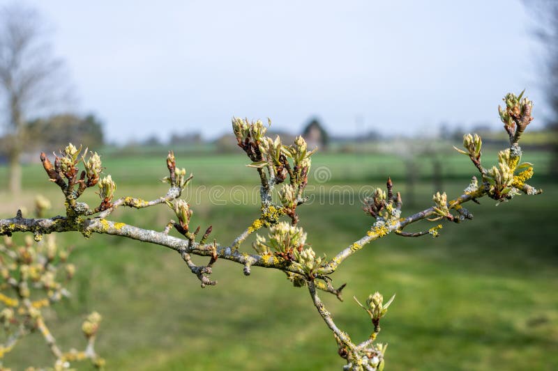 Pear Tree at Green Cluster Growth Stage Stock Photo - Image of cluster ...