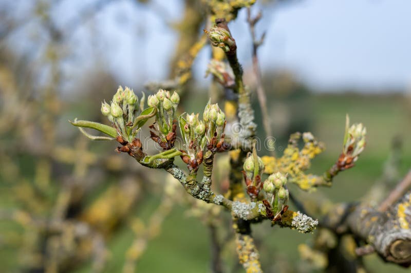 Pear Tree at Green Cluster Growth Stage Stock Photo - Image of ...