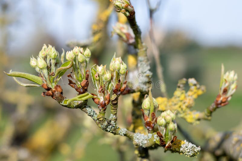 Pear Tree at Green Cluster Growth Stage Stock Photo - Image of growth ...