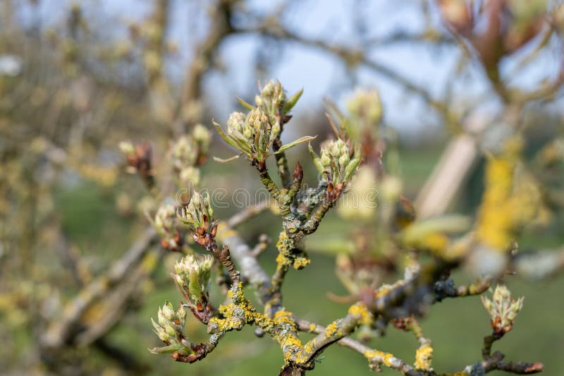 Pear Tree at Green Cluster Growth Stage Stock Image - Image of stage ...