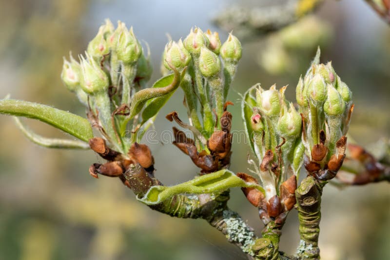 Pear Tree at Green Cluster Growth Stage Stock Photo - Image of stage ...